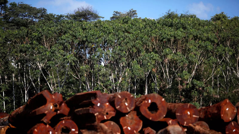 The Real Eco State | How protecting forests can help us tackle climate ...